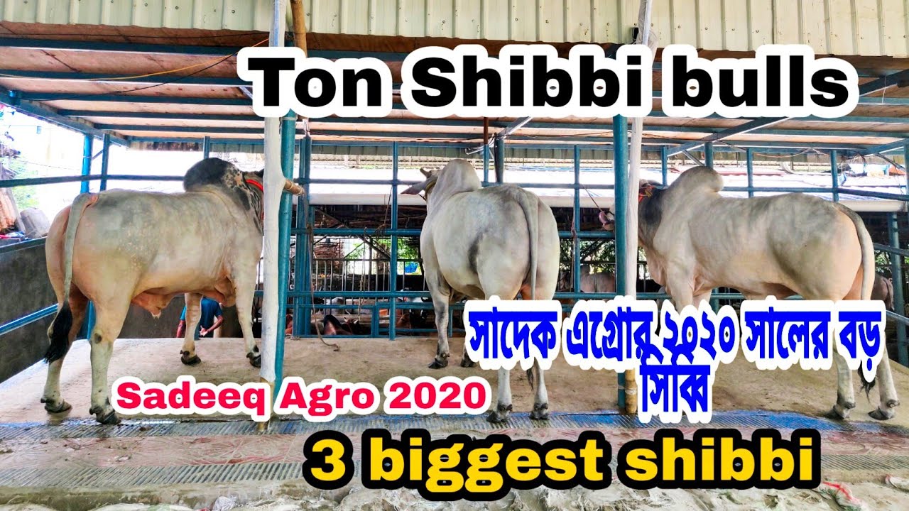 Ongole bulls collection || 1 Ton Biggest Shibbi ||Sadeeq Agro Exclusive ...