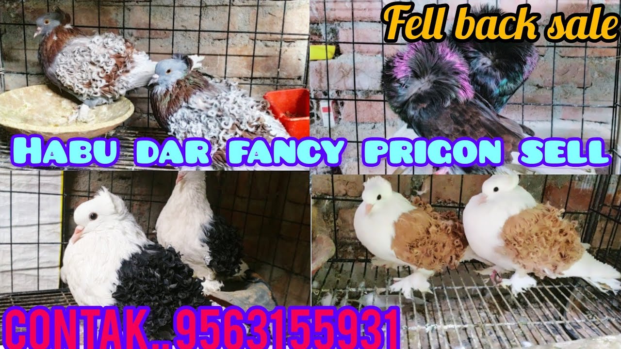 Fancy prigon fell back selll//Holand jakobon kubtoor new'' collection# ...