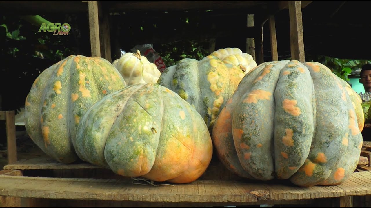 Cultivo de ahuyama. Mejoramiento en la región Caribe - YouTube
