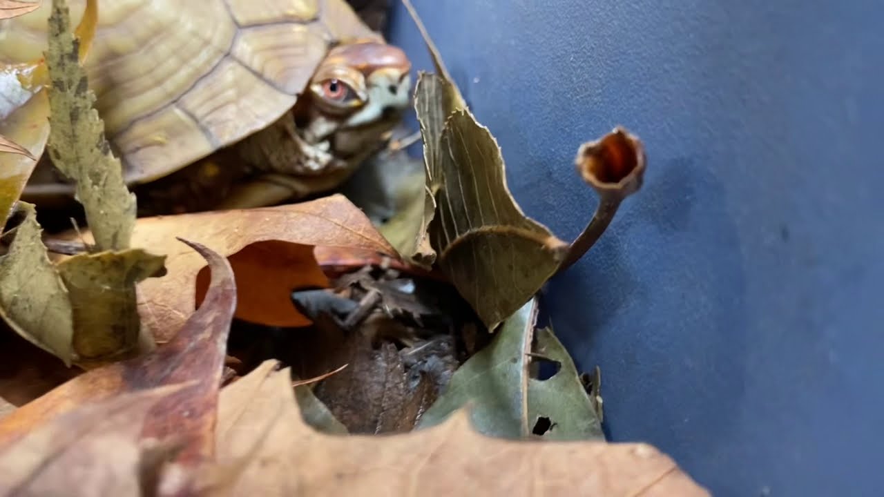 How to know your box turtle is almost ready to hibernate - YouTube