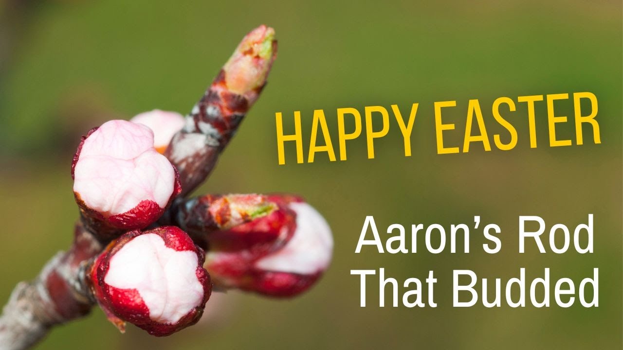What is the Significance of Aaron's Rod That Budded? - YouTube
