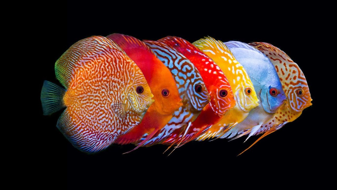 All variety of Discus Fish in aquarium - YouTube
