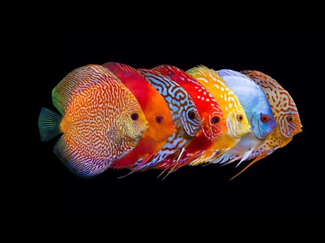 Colors Of Discus Fish