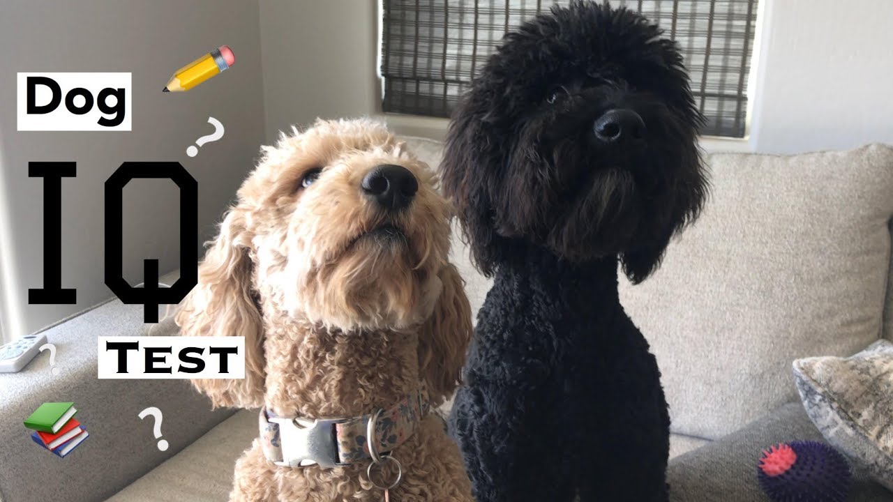 Testing My Dog’s Intelligence | Goldendoodle IQ Test - YouTube