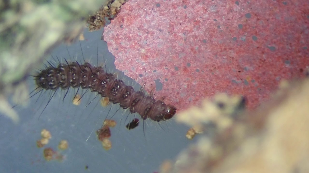 カノコガ Amata fortunei 弱齢幼虫 - YouTube