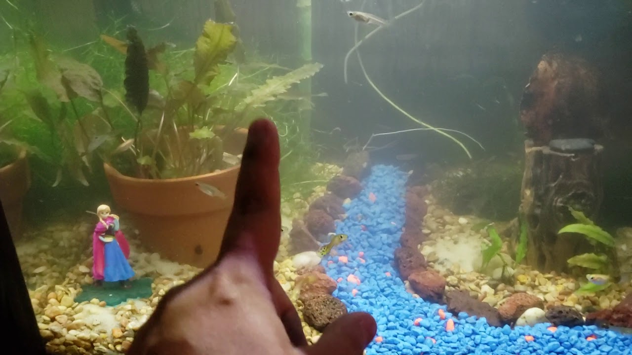 **5 Dollar** Fish Tank - YouTube