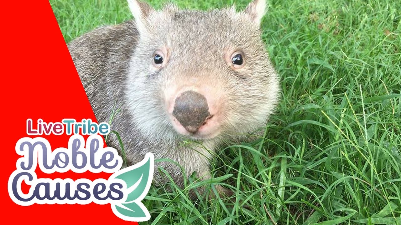 LiveTribe.com Noble Causes | What is Wisdom Wombat Refuge? - YouTube