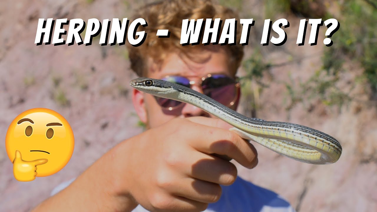 What is herping? - YouTube