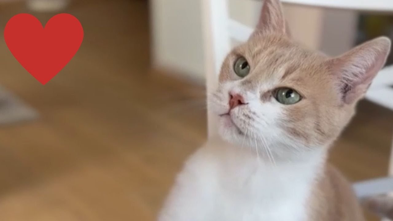 Side-Splitting Moments of Hilarious Animals: A Comedy Compilation ...