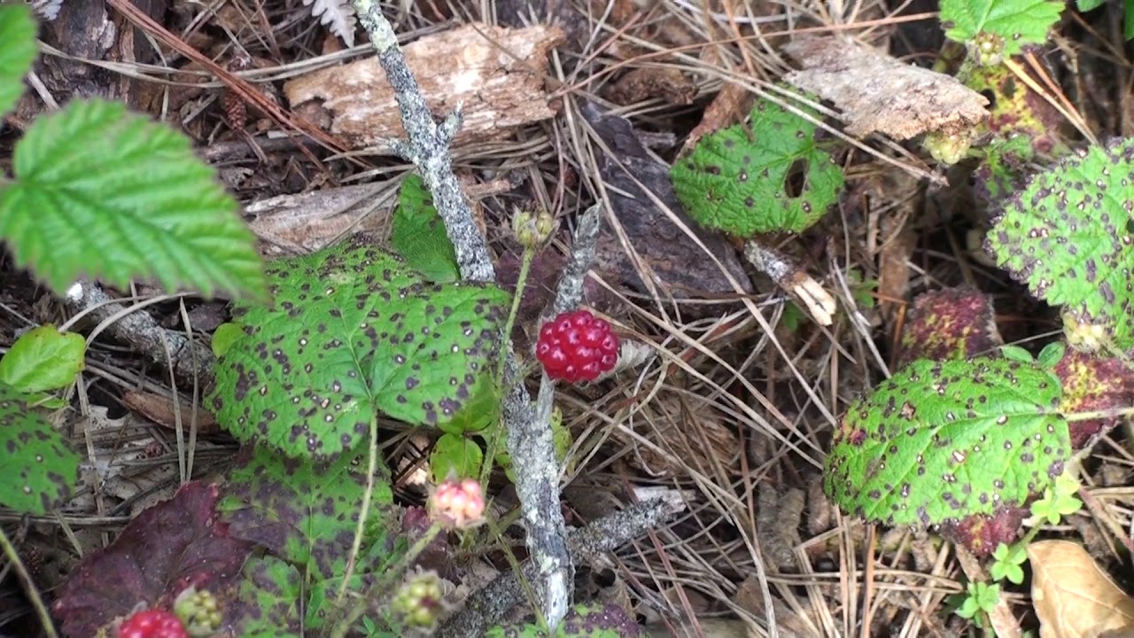 Pacific Blackberry & poison oak - YouTube
