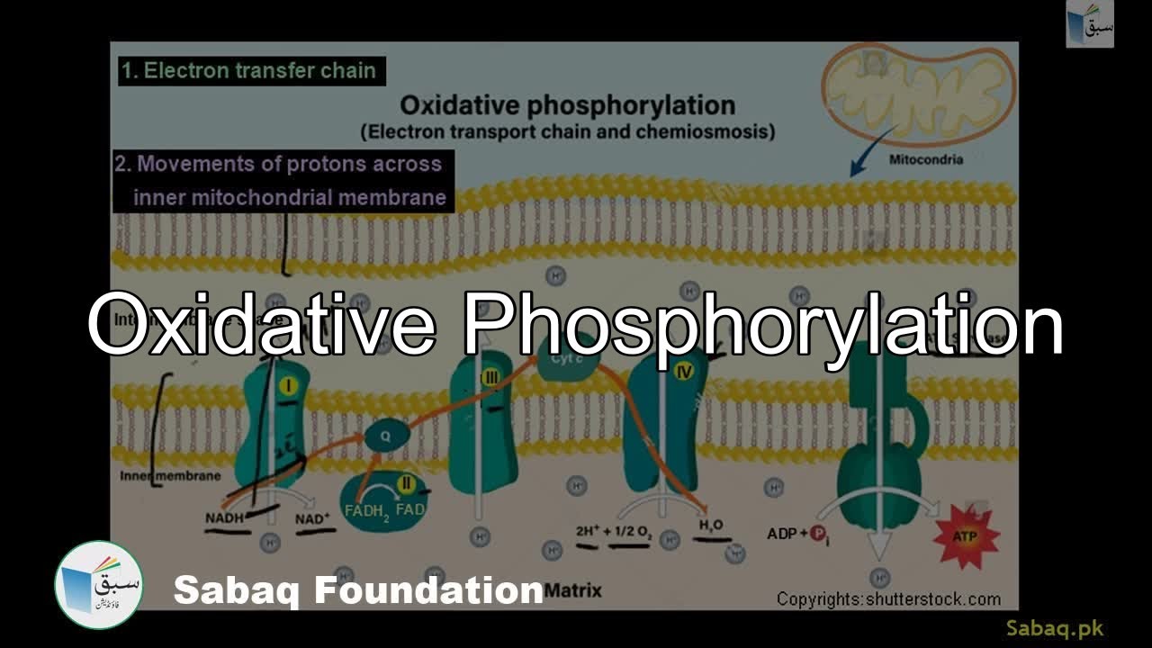 Oxidation Phosphorylation, Biology Lecture | Sabaq.pk - YouTube