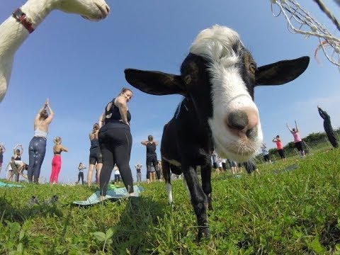 Goat Yoga at Simmons Farm in Middletown, Rhode Island - YouTube