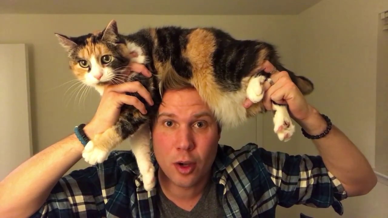 WDIK with Mike Monroe - Episode 5 - HOW TO HOLD A CAT!?? - YouTube
