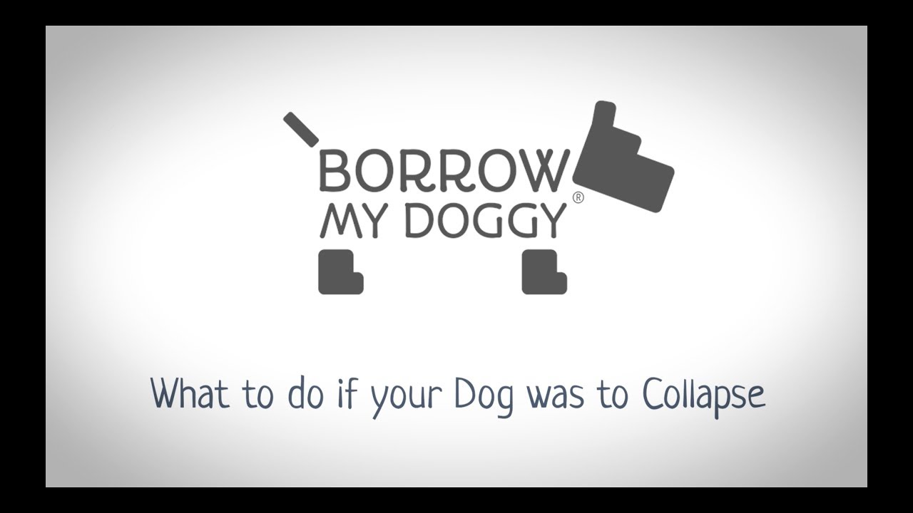 Dog Advice: What To Do If Your Dog Was To Collapse - YouTube