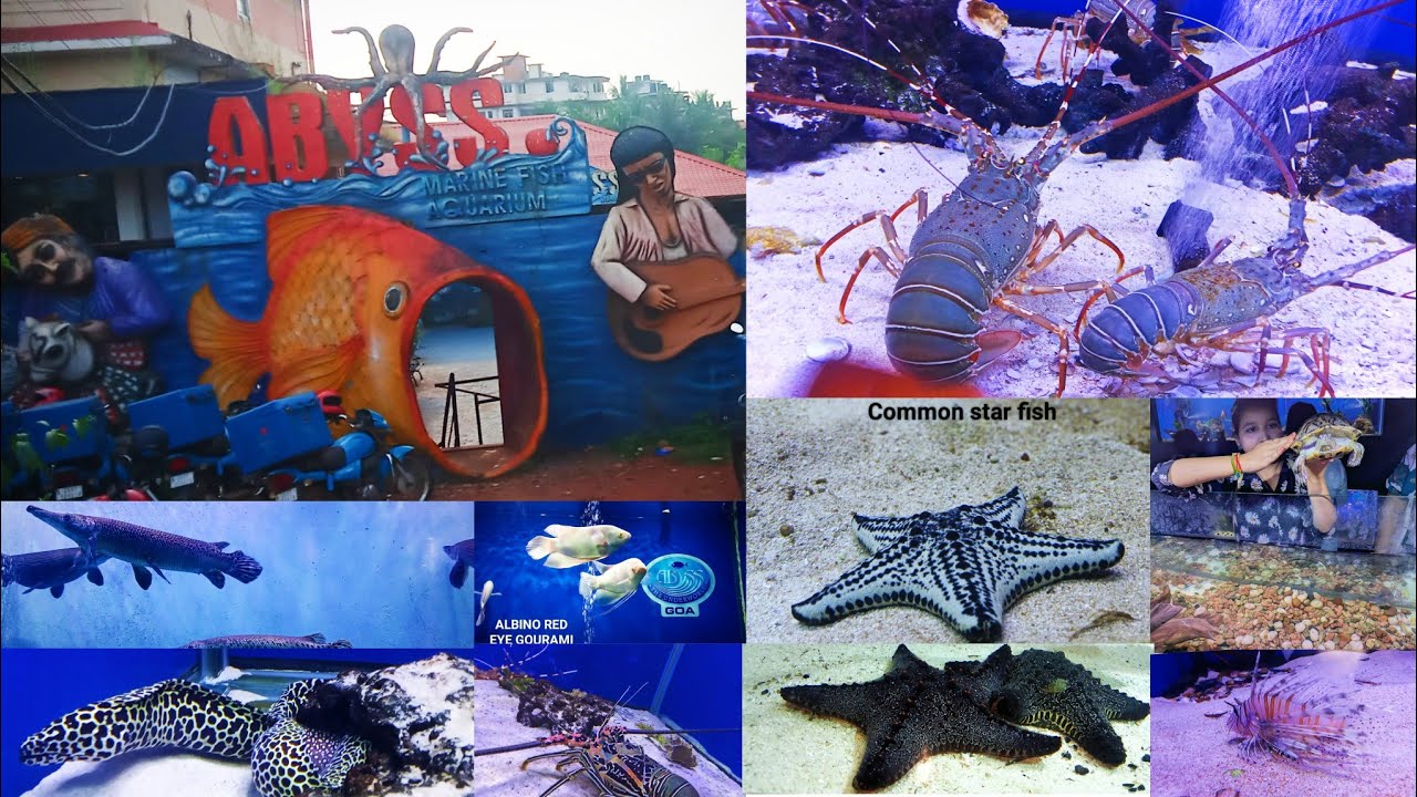India largest Goa Abyss Marine Fish aquarium/Abyss marinefish aquarium ...