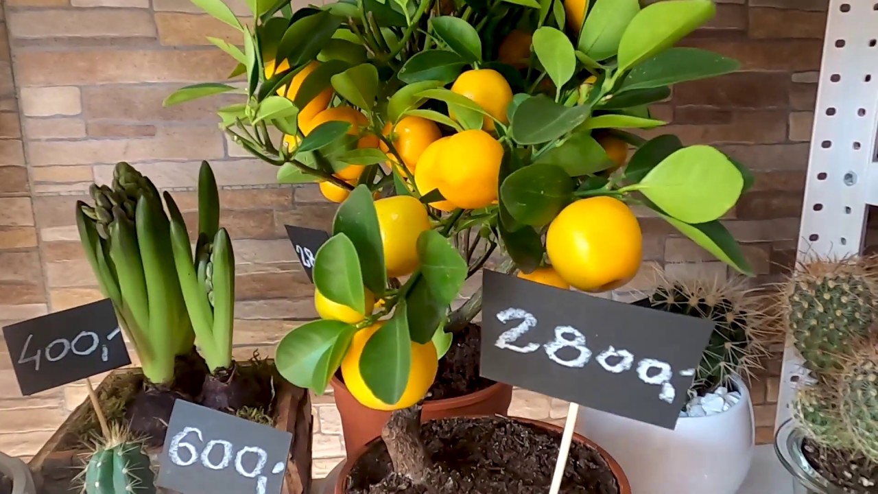 Cvećara Perfect Flower Novi Sad - YouTube