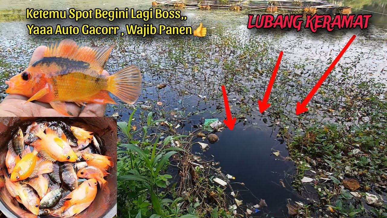 KUMBUL KURUS BIKIN KETRIKAN JADI MAHAL• Mancing Hama RED DEVIL Danau ...