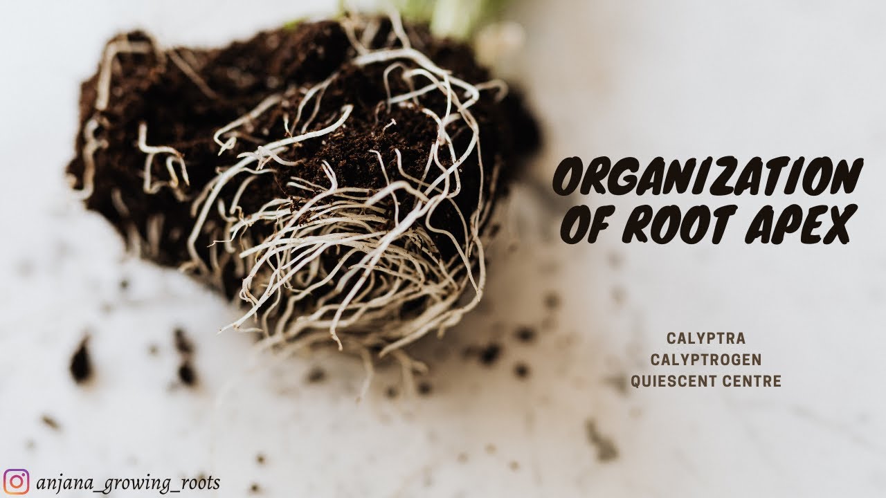 Organization Of Root Apex - Malayalam | Calyptra | Calyptrogen ...