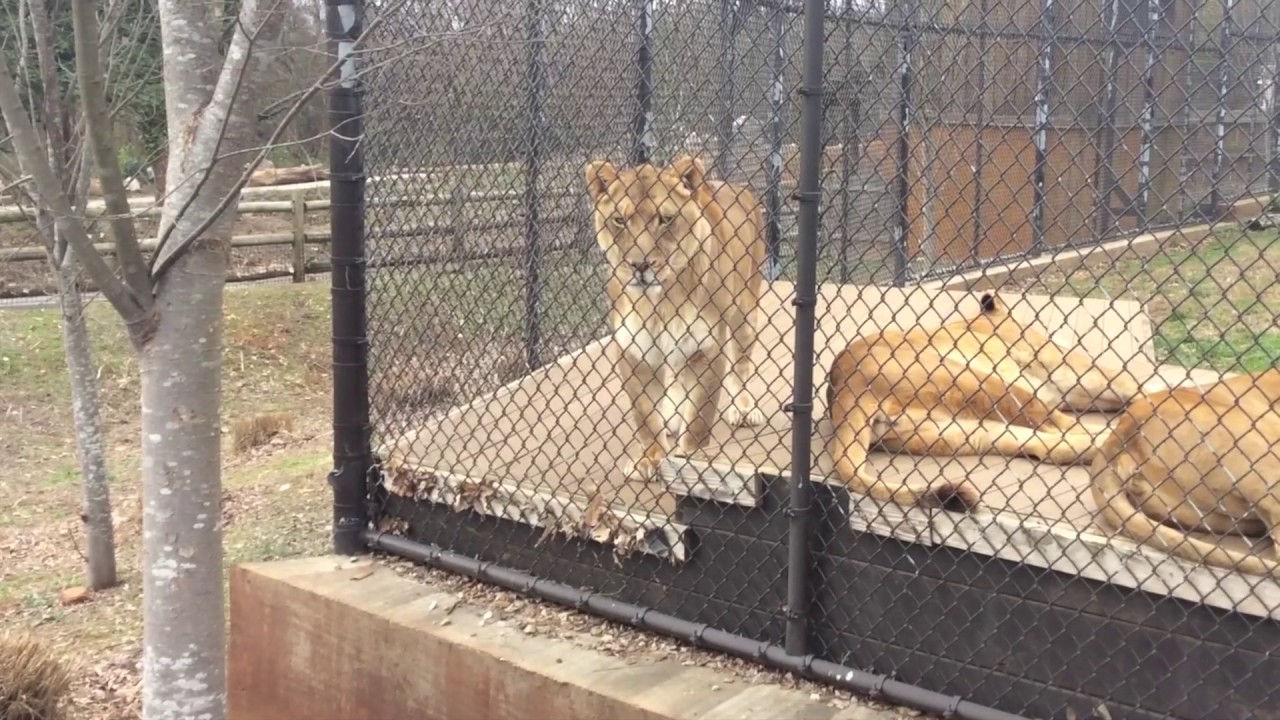 SINGING TO A LIONESS? WATCH WHAT HAPPENS!!! - YouTube