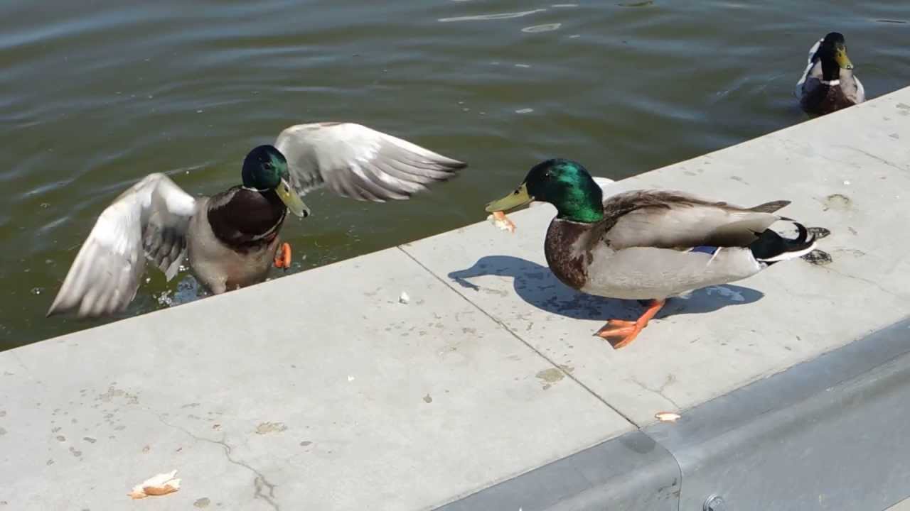 Nikon Coolpix P7700 duck sample video