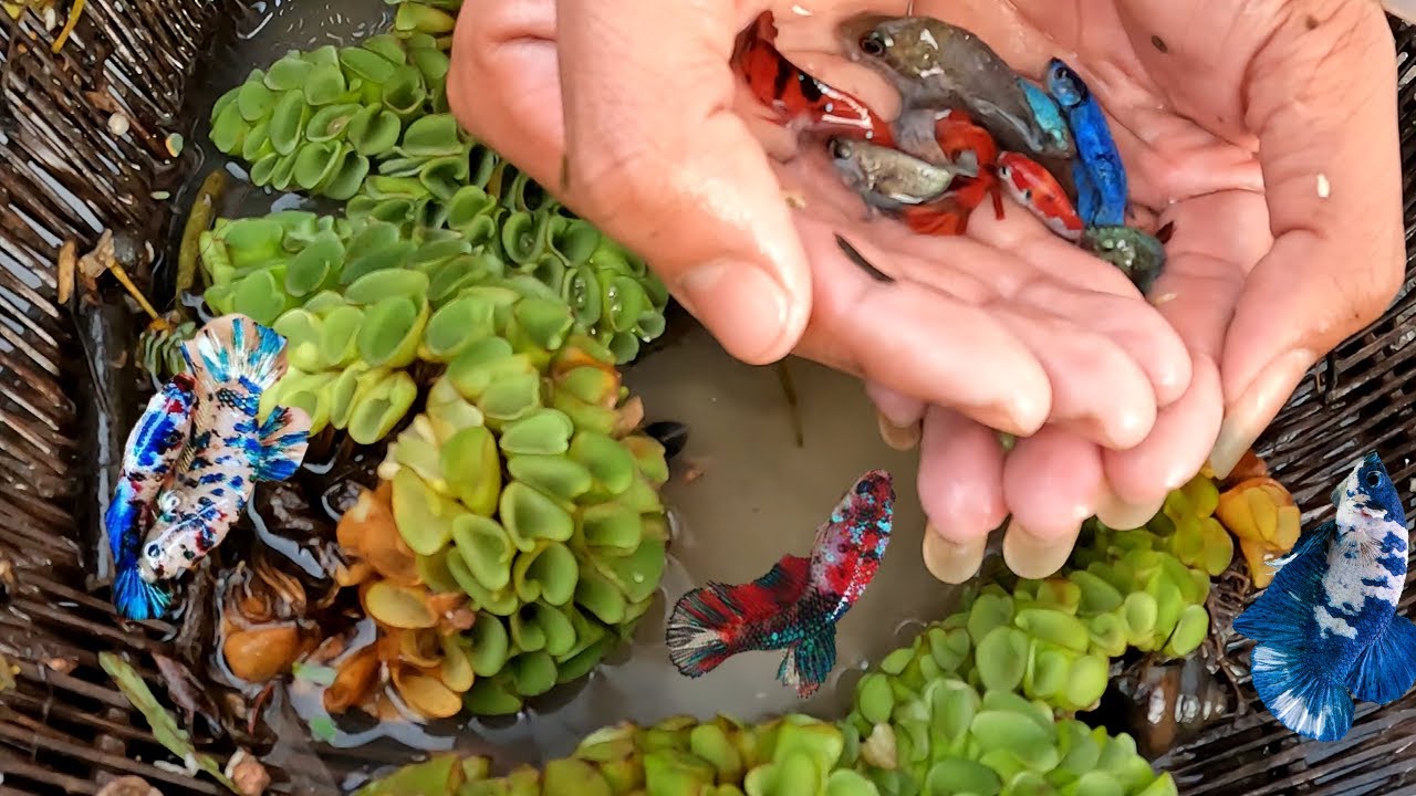 Top amazing fishing 2023! The lucky boys use best skill to catch giant and master betta fish in ...