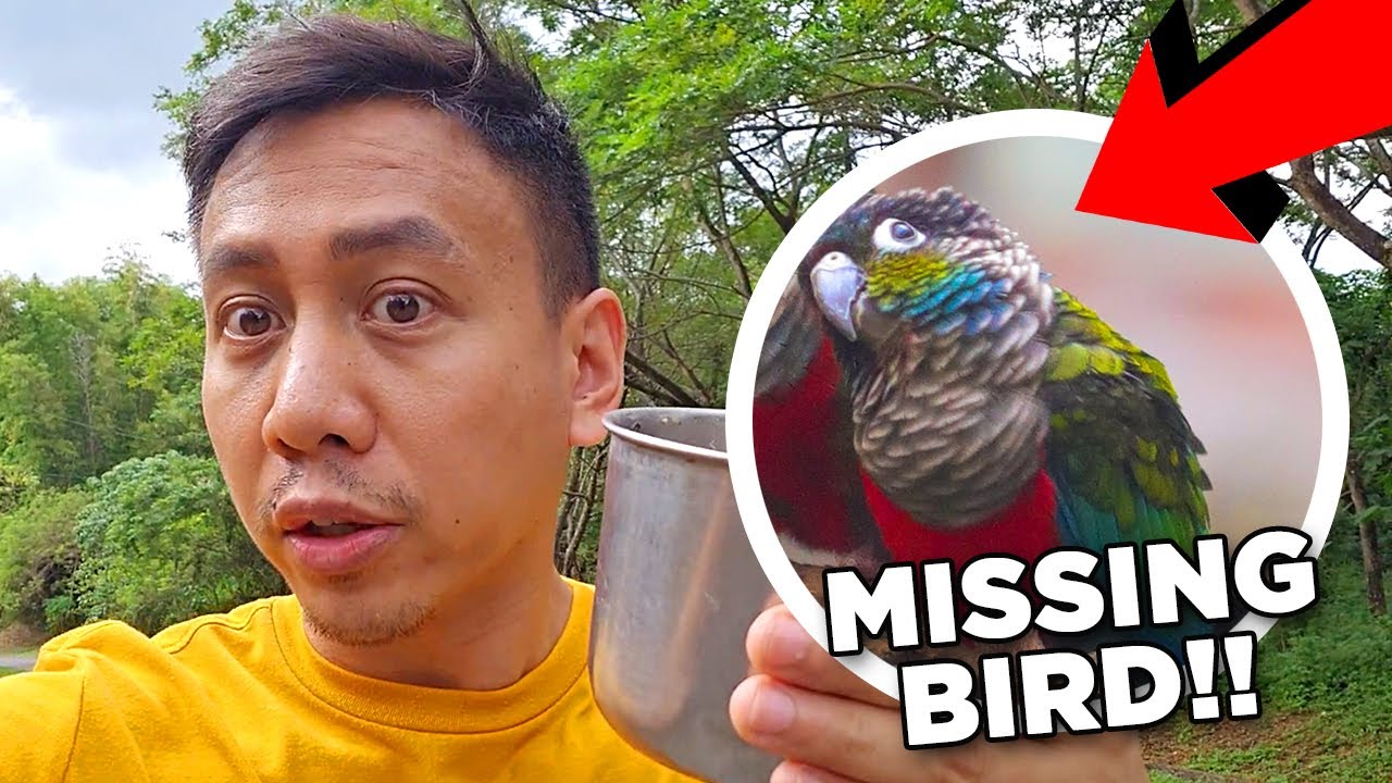 EMERGENCY! Our Parrot Escaped and is Missing! 😱 | Vlog #1783 - YouTube