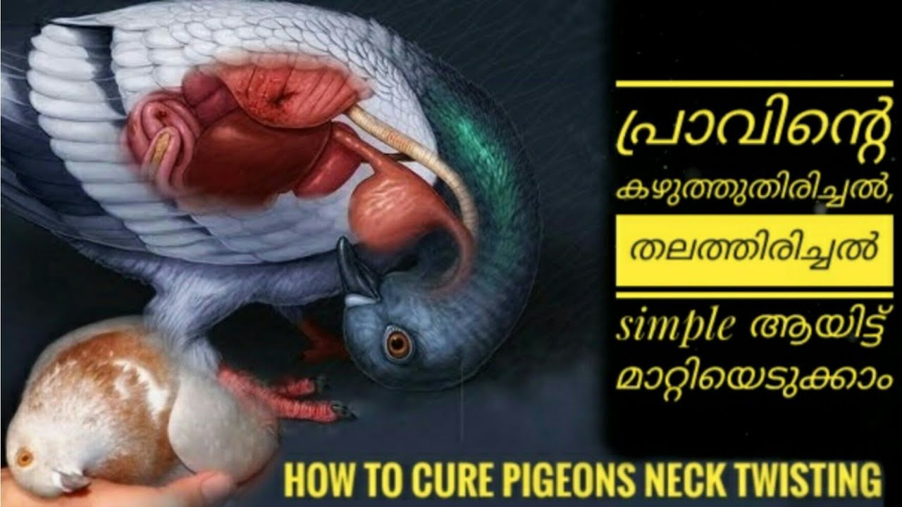 പ്രാവിന്റെ കഴുത്തുത്തിരിച്ചൽ simple ആയിട്ട് മാറ്റാം How to cure pigeons ...