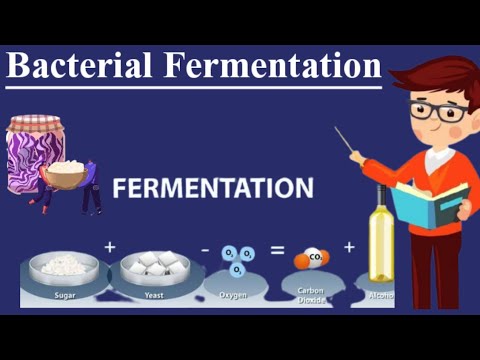 Fermentation and their Types | Fermentation Process | Bacterial ...