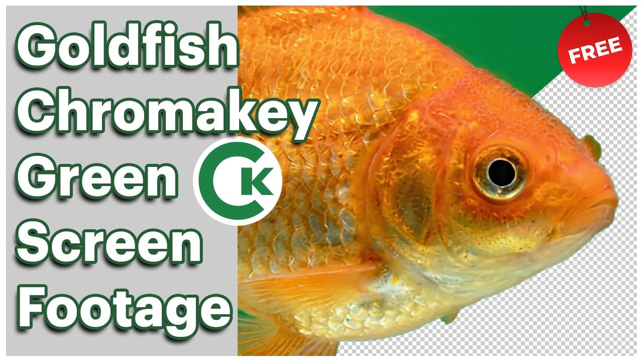 Goldfish Green Screen Footage | Chromakey Fish Asset - YouTube