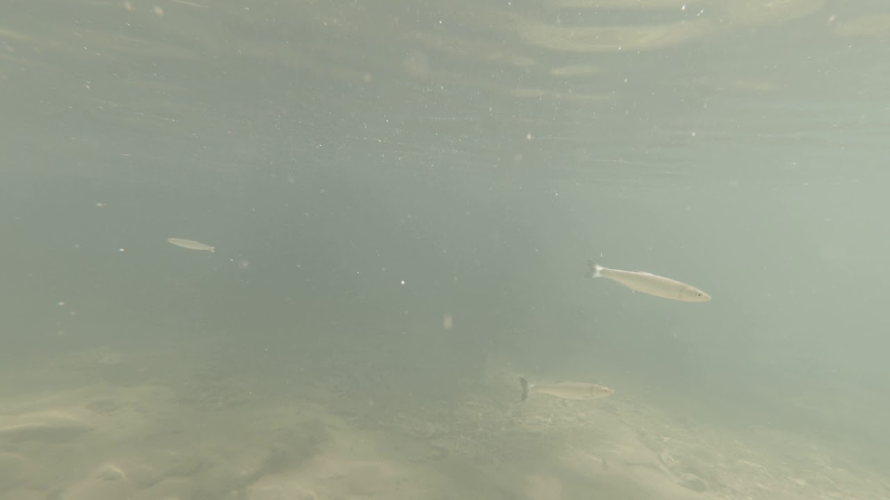 Baby Smallmouth Bass? - YouTube