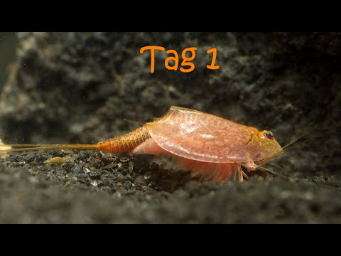 Triops Züchten Tag 1 (4. Zucht) [Beni-Kabuto ebi Albino Eier] - YouTube