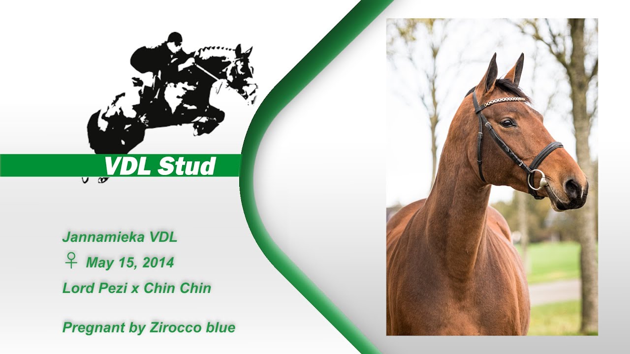 Jannamieka VDL (Lord Prezi x Chin Chin), mare, born 15-05-2014 - YouTube