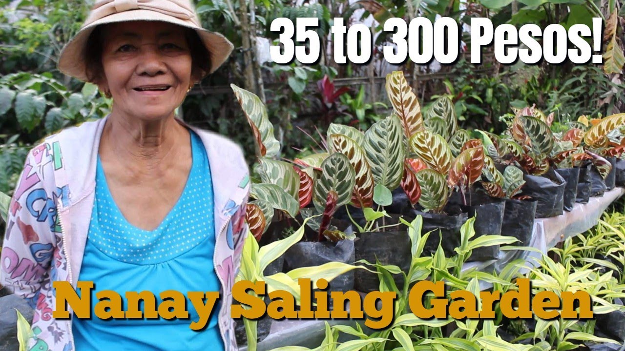PLANT HUNTING SA SILANG CAVITE |CALATHEA PLANTS AND ALOCASIA PLANTS ...