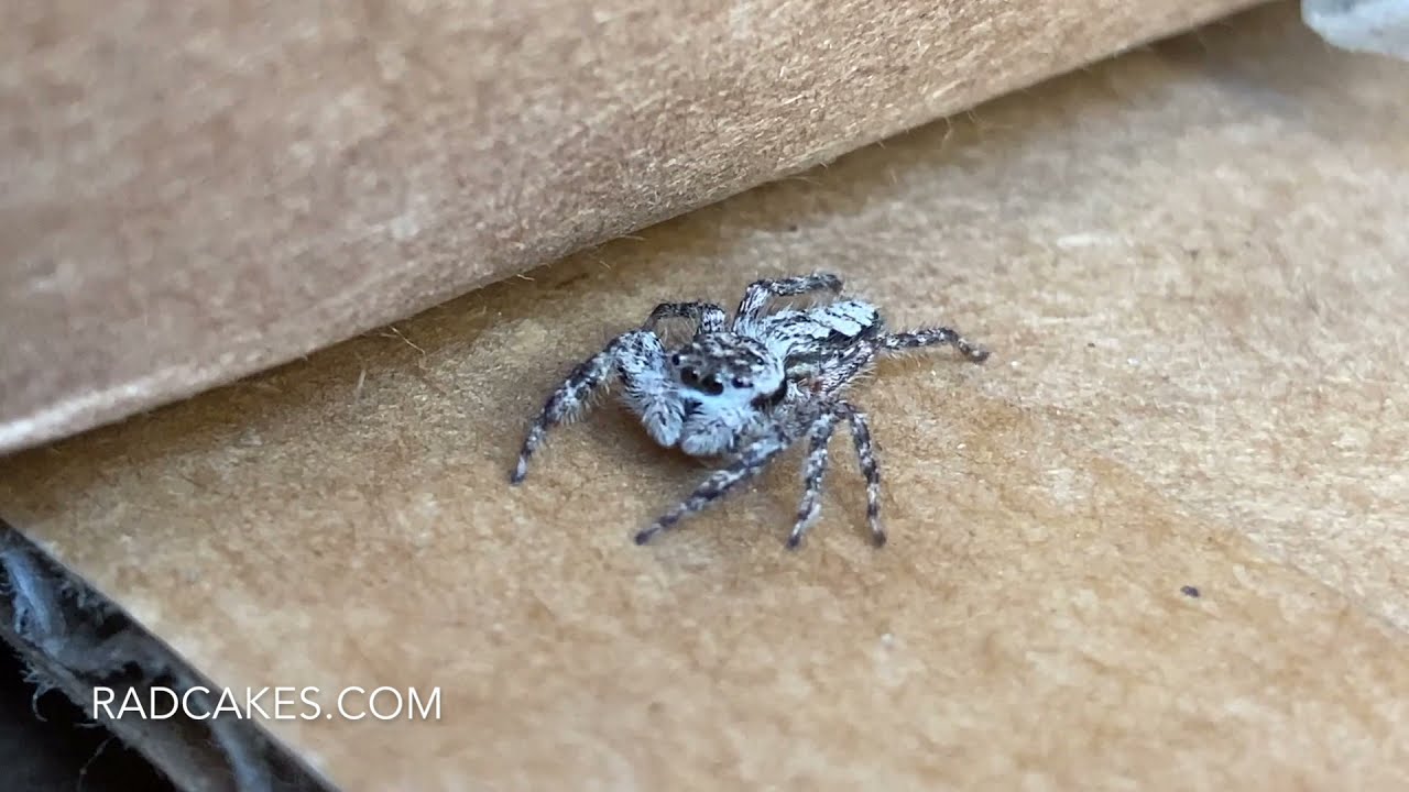 5 White Spiders in NJ Homes: Your Complete Identification Guide ...