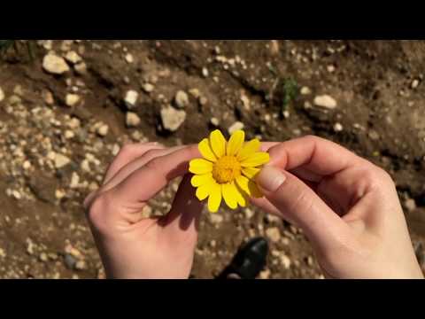 Serkan YALÇIN - Bu Bahçenin Değil