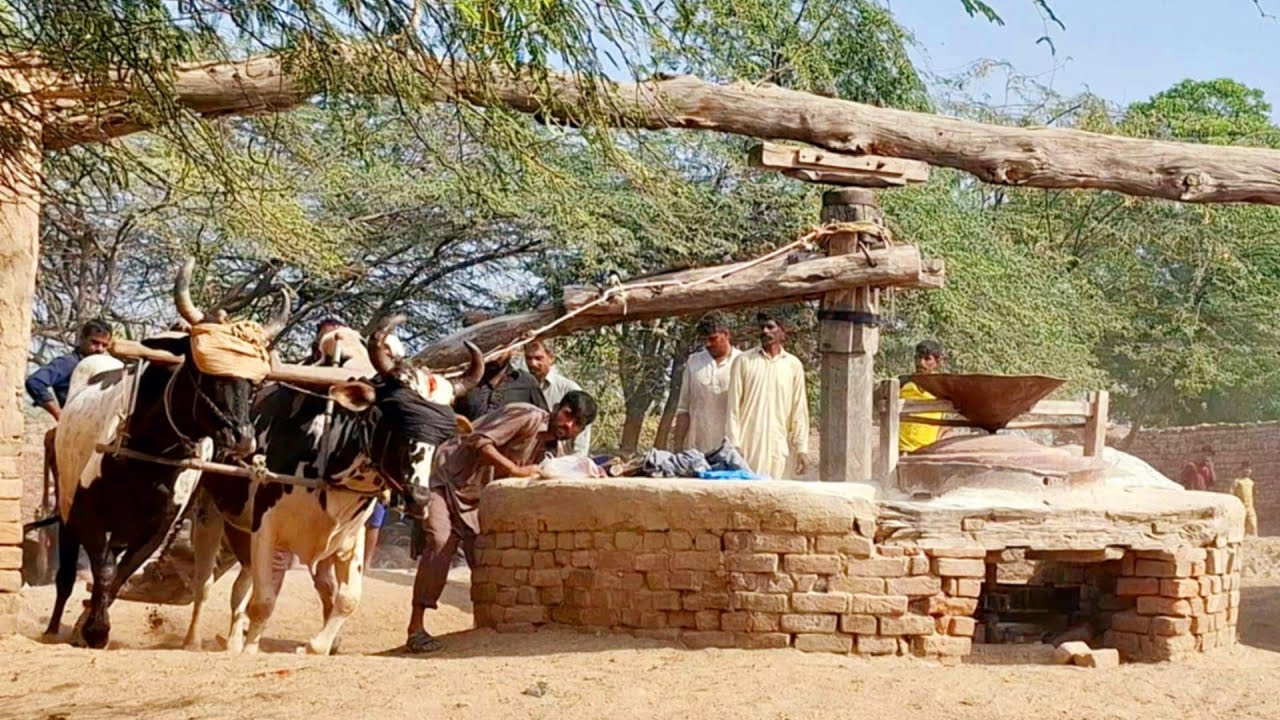 Bull powered khrass atta chakki | Desi method of flour making ...