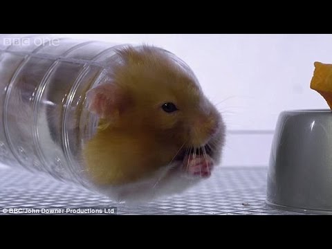 What a Cheek! X-ray Footage Shows a Hamster Stuffing its Face Pouches With Nuts!!!