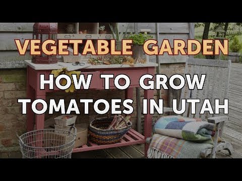How to Grow Tomatoes in Utah - YouTube