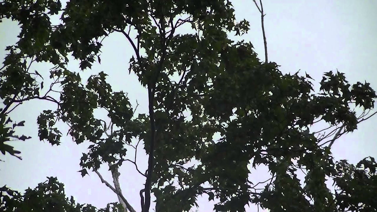 Blue Jay mimicking hawk cry! - YouTube
