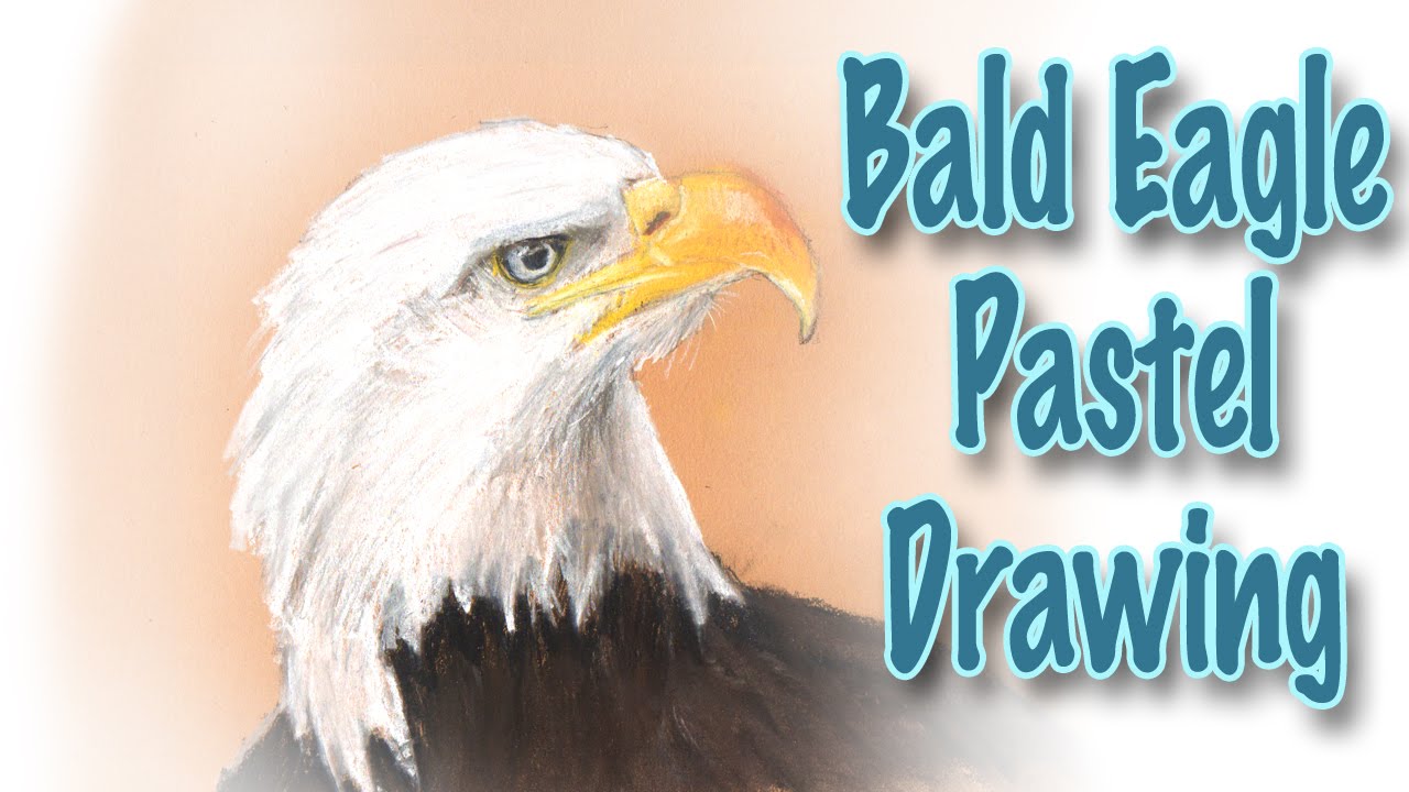 How to Draw Bald Eagle using Pastels, Collab - YouTube