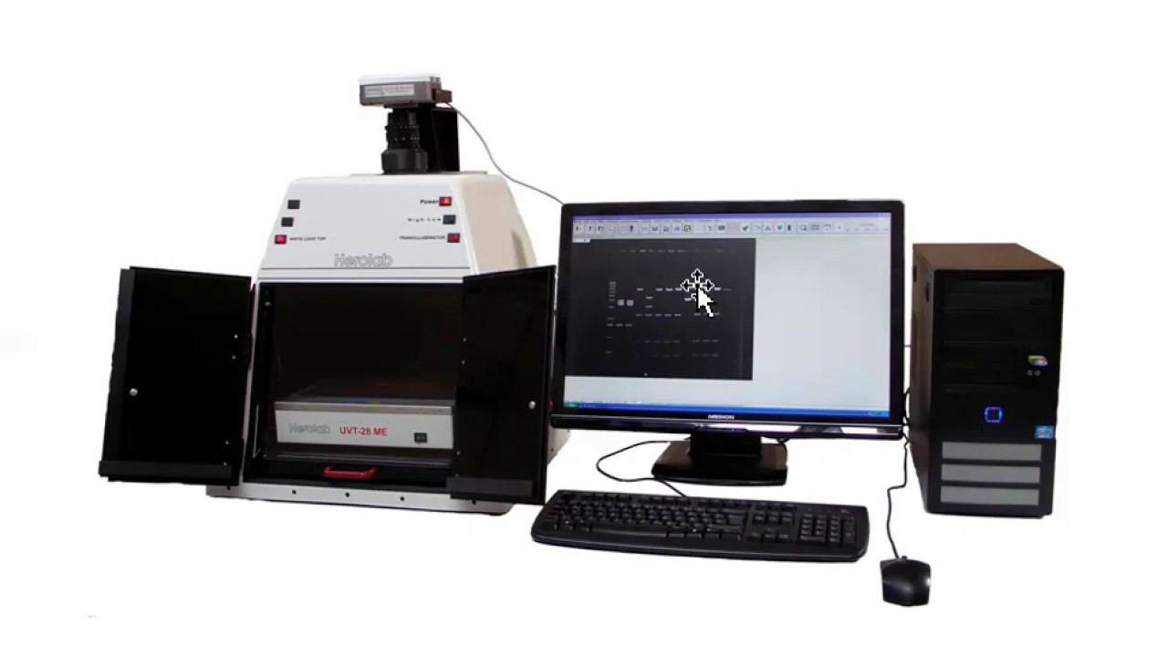 Techniques in Microbiology Lecture 17 Genomic Fingerprinting - YouTube