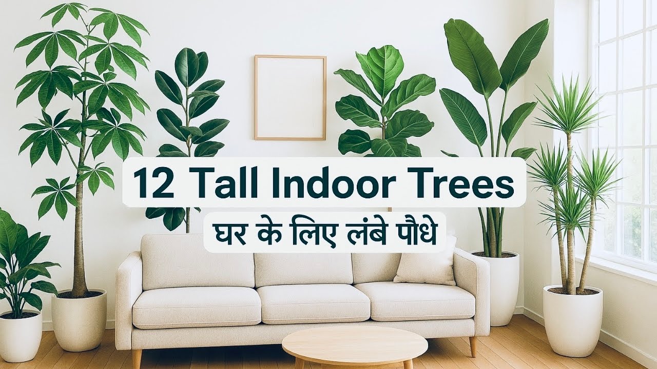12 Tall Indoor Trees for Home | घर के लिए लंबे Indoor Plants - YouTube