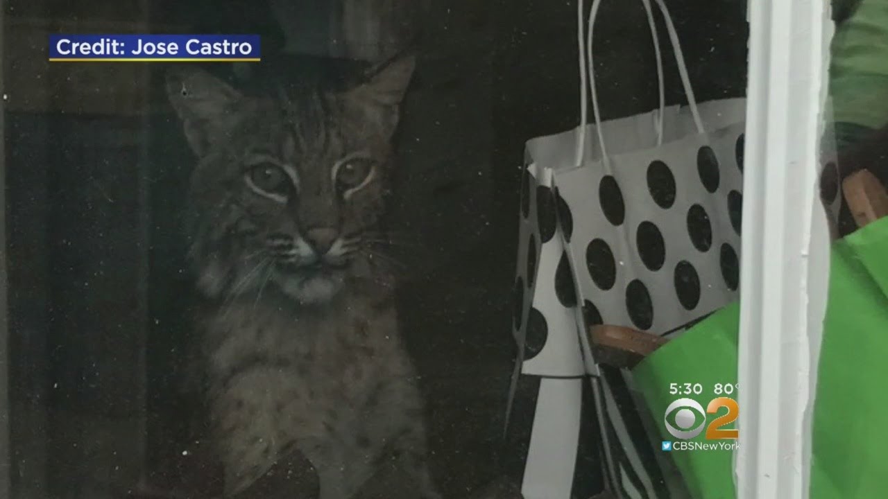 Bobcat Sneaks Into NJ Home - YouTube