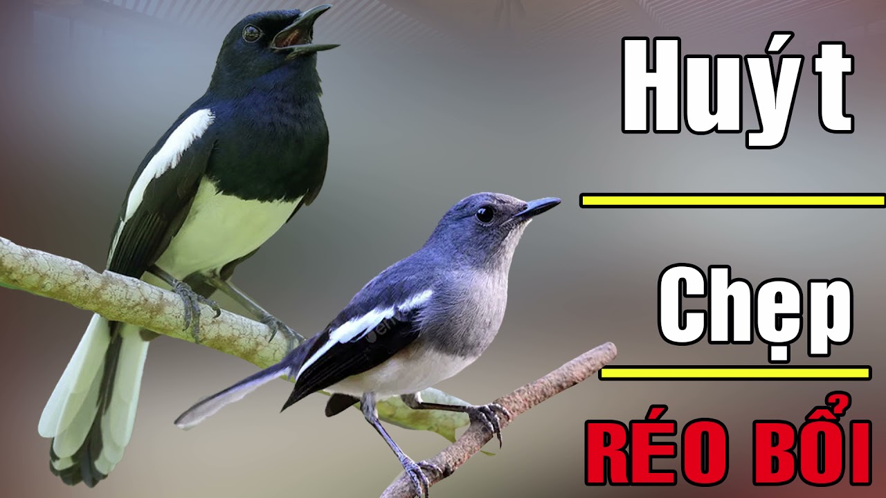 🔴 Tiếng Chim Chòe Than Mái HUÝT-CHẸP-RÍT kèm TRỐNG THÚC kích bổi / chòe ...