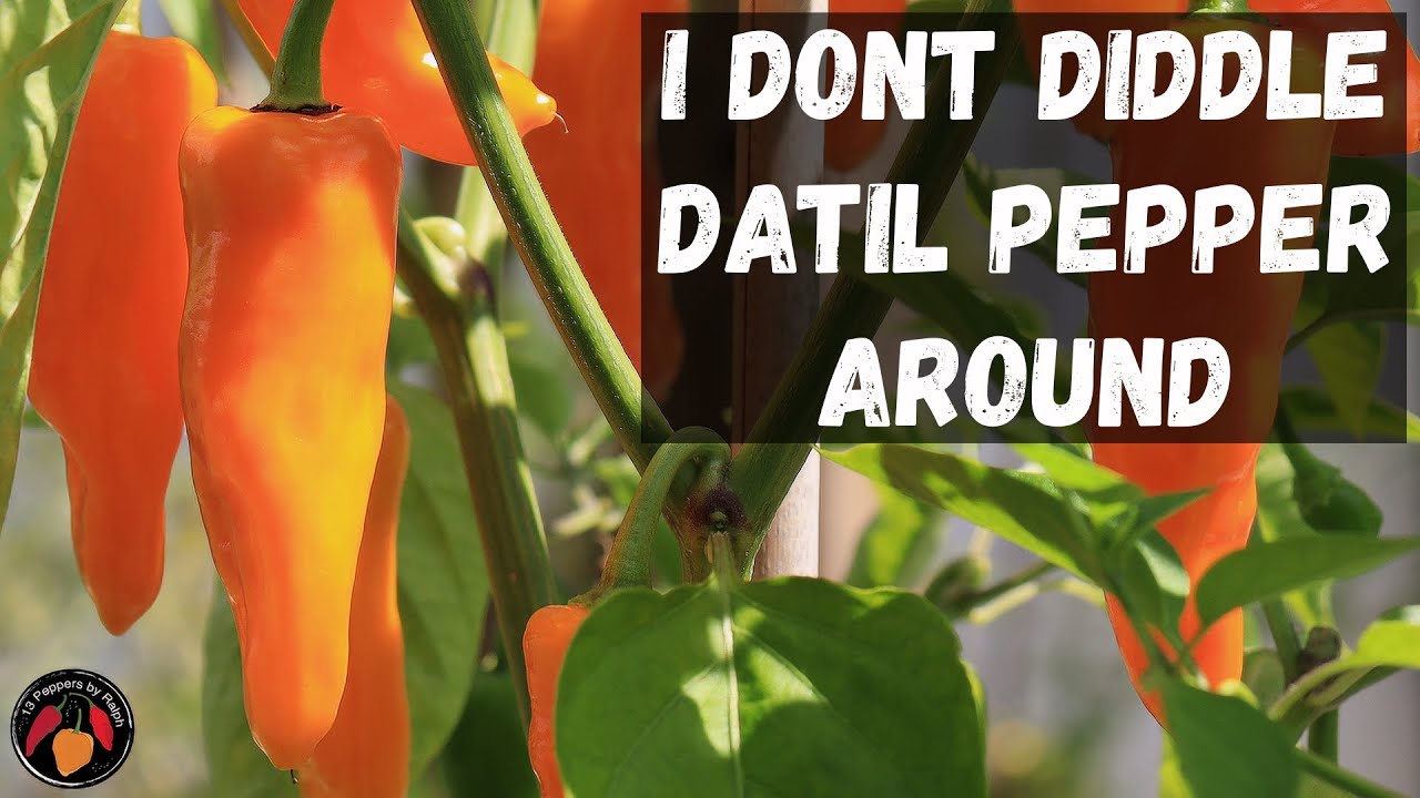 Datil Pepper Review and Tasting of this Great Tasting Florida Treat ...