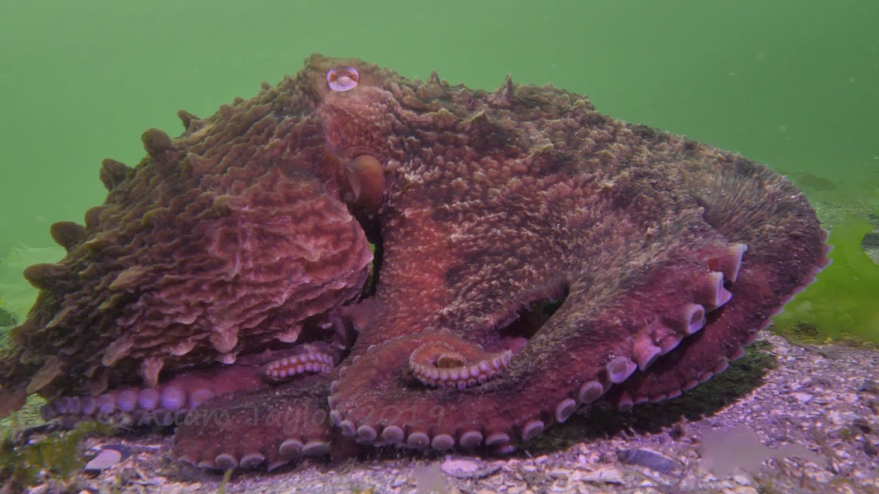 Giant Pacific Octopus on the hunt - YouTube