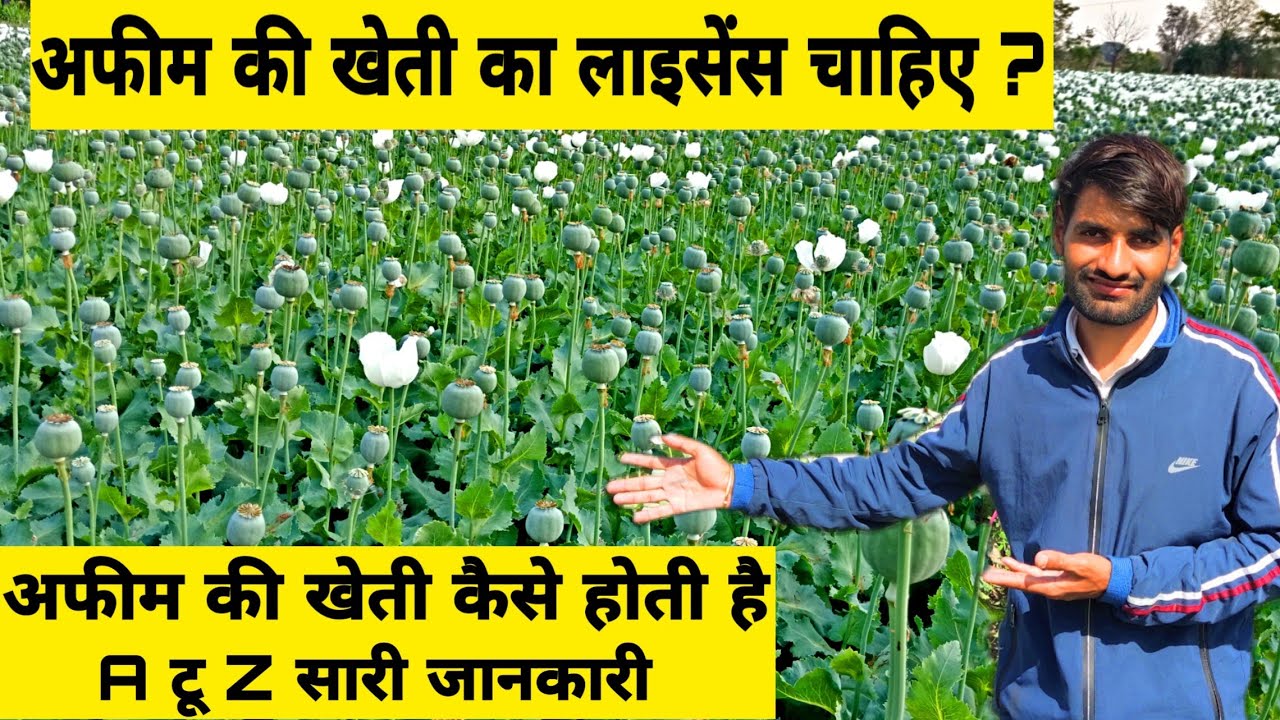 भारत मे अफीम की खेती का लाइसेंस कैसे मिलता है | अफीम की खेती कैसे होती ...