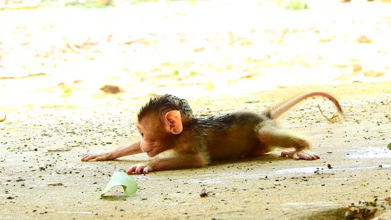 Baby monkey crying when mother hold him like this - YouTube