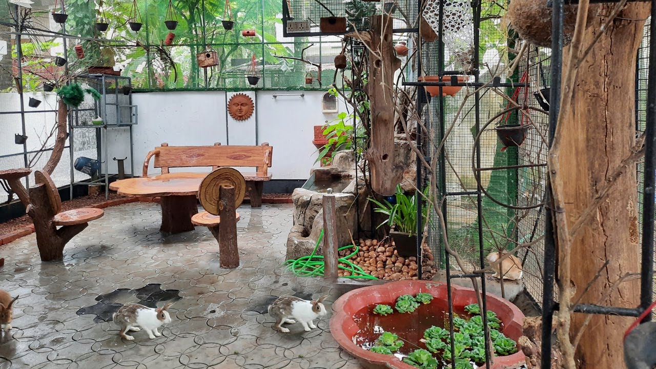 Makeover of our Aviary | Birds Aviary & Water Fountain in Home ...