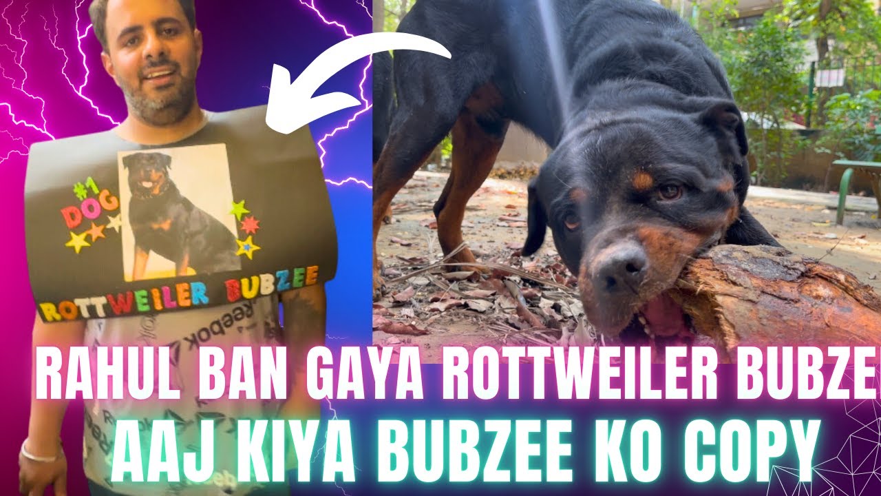 Rahul Bangaya Rottweiler Bubzee Ki Copy- School Project On Bubzee ...